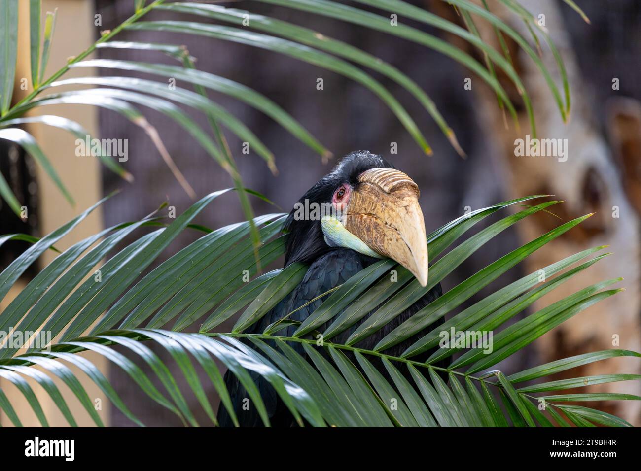 Witness the majesty of a Wreathed Hornbill (Rhyticeros undulatus) in ...