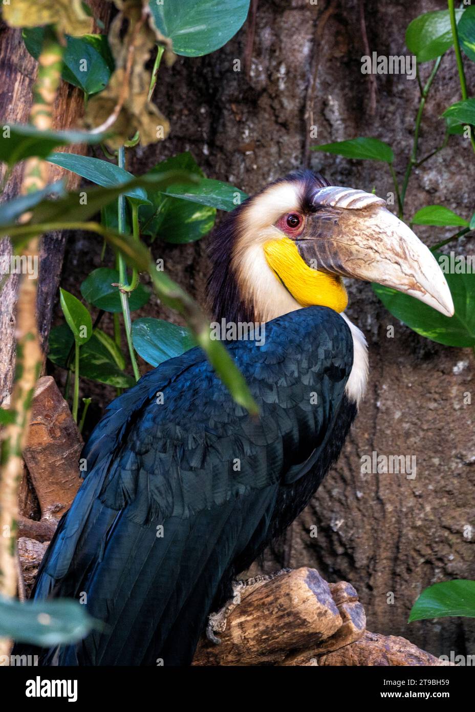 Hornbill rainforest habitat hi-res stock photography and images - Alamy