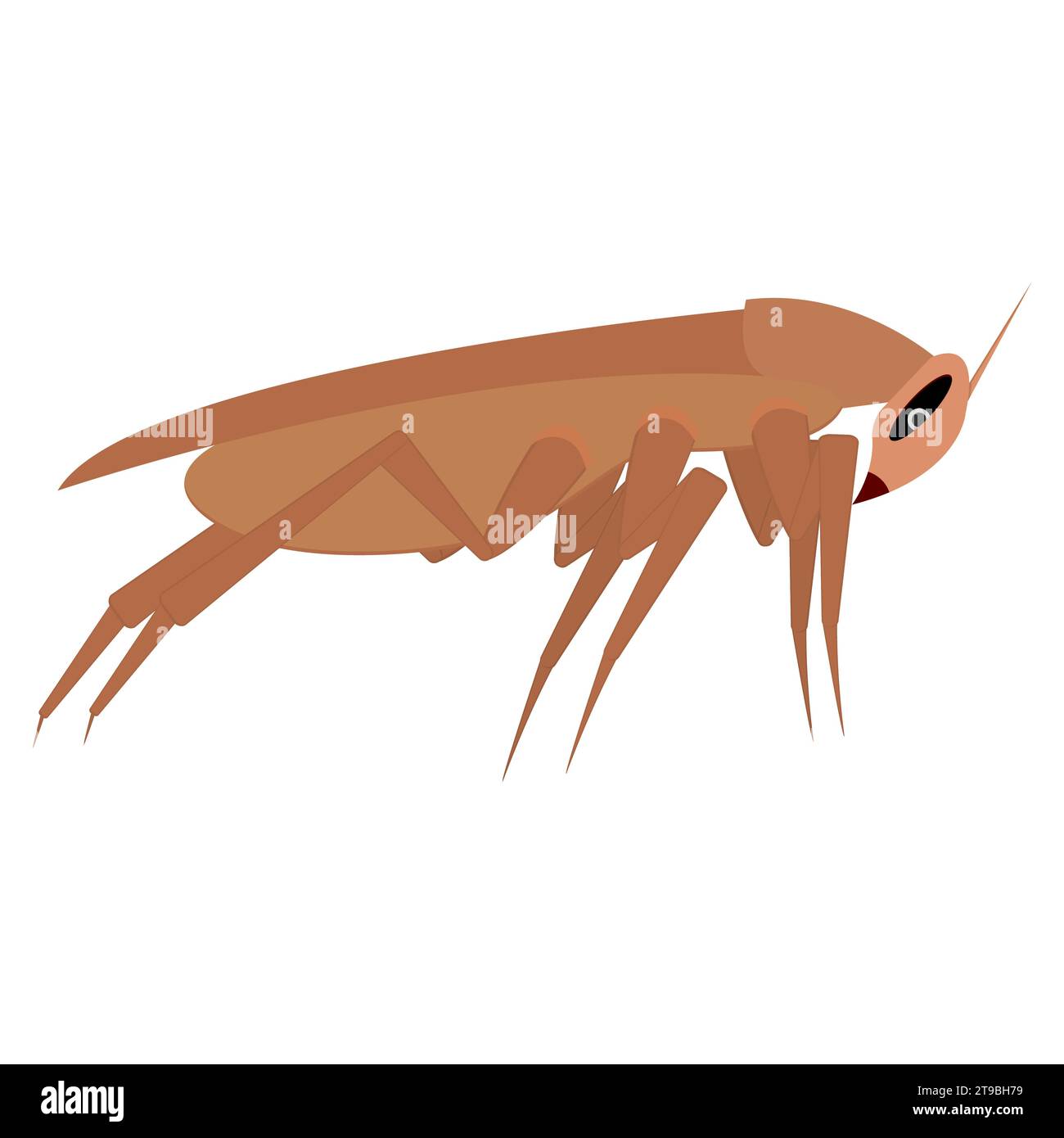 Brown long cockroach. Side view. Template, part for design. Isolated ...