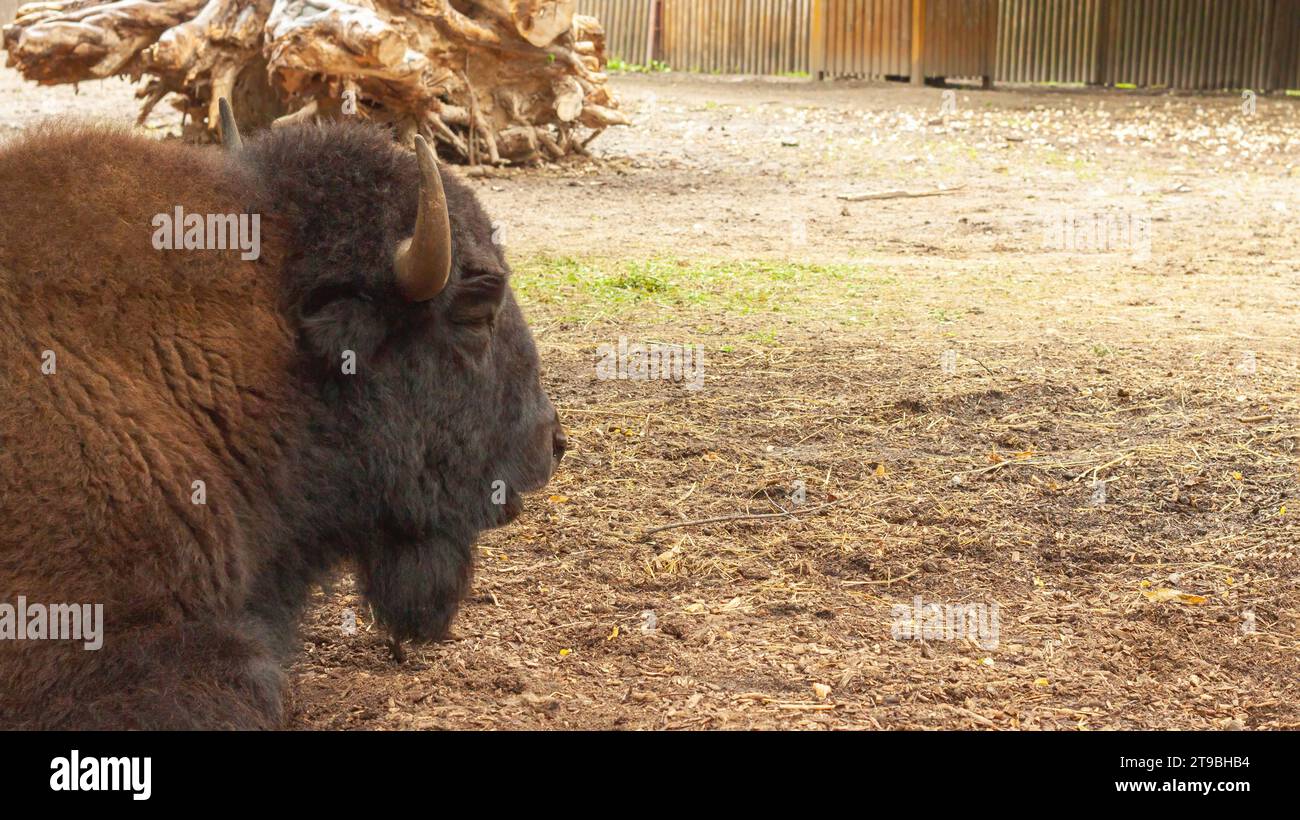 American brown bison against the background of agricultural buildings ...