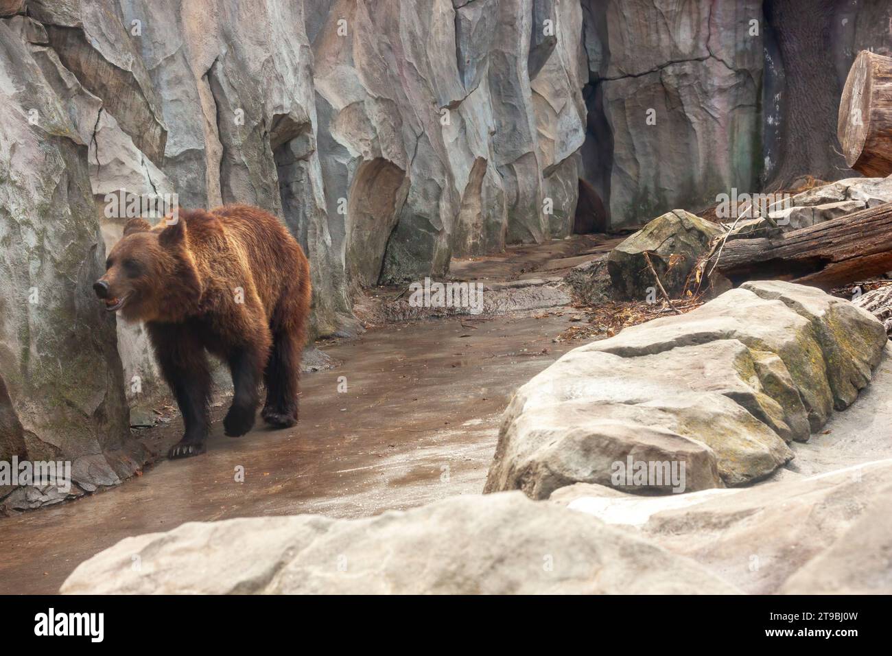 Brown common bear on the background of a stone mountain. Predator in ...