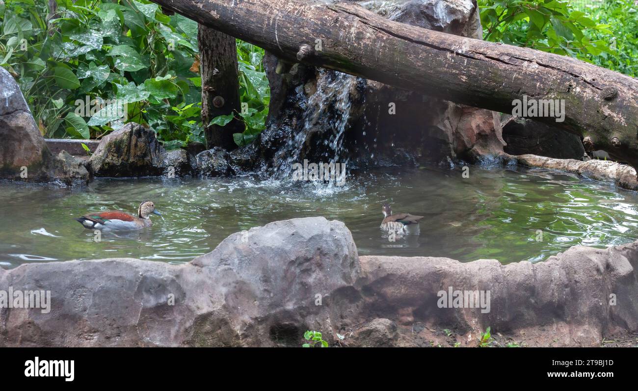 Wild ducks swim in the lake above a freshwater flock of cyet fish in ...
