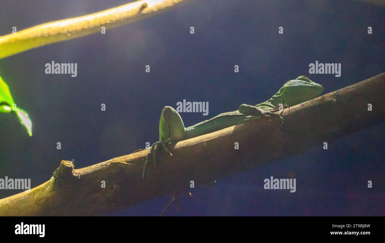 Indian lizard species hi-res stock photography and images - Alamy