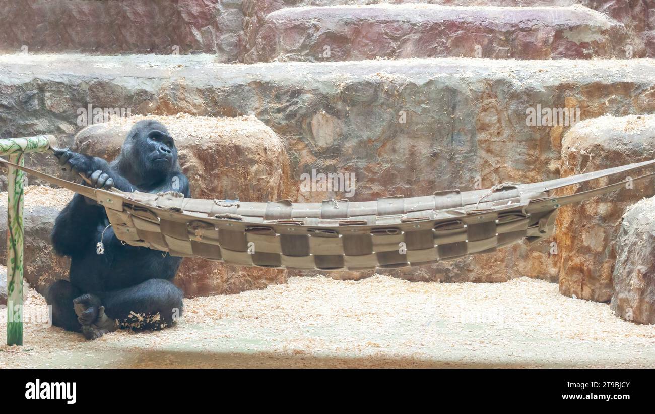 Black big gorilla, monkey primate, sits by the hammock. Header banner ...