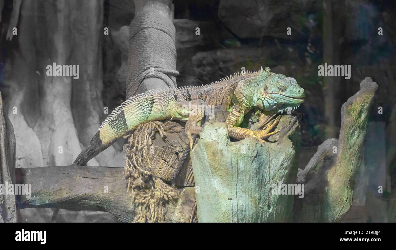 Common iguana close-up in the terrarium, reptile herbivorous lizard ...