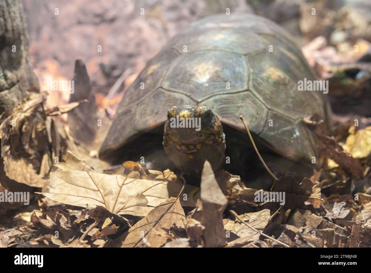 Brown Asian tortoise, wild animal in a terrarium. A rare species of ...