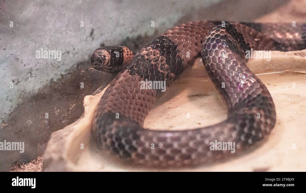 Oriental Dinodon, Lycodon orientalis, a species of snake of the algae ...