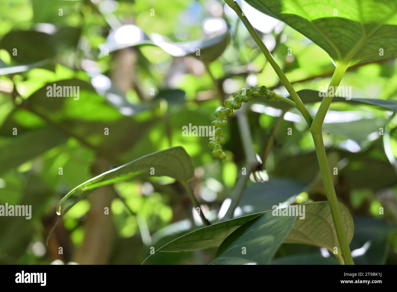 View of a curved immature young fruit stage black pepper (Piper nigrum ...