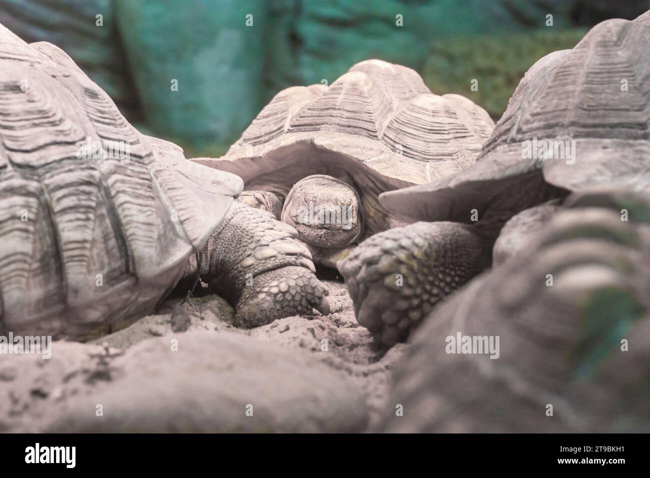 Elephant Galapagos tortoise, wild animal in terrarium. A rare species ...