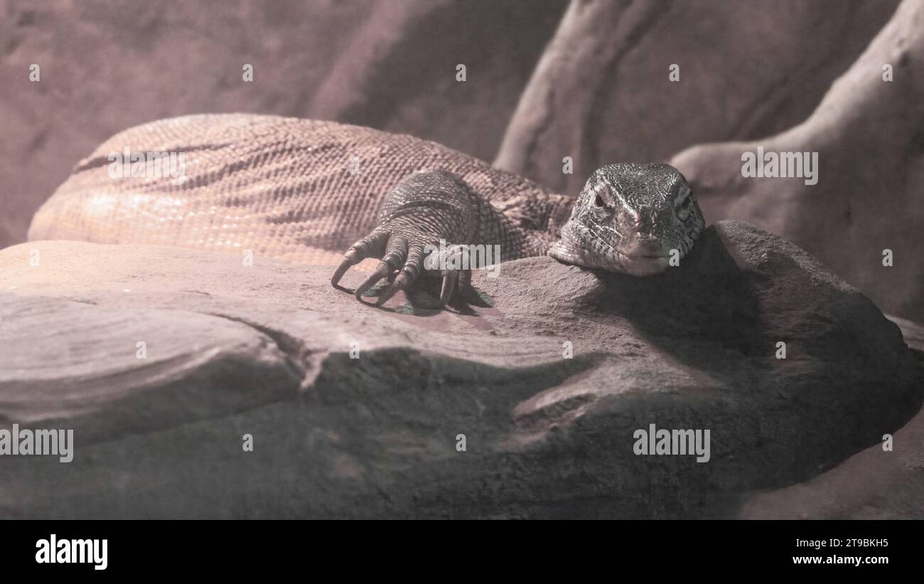 Puerto Rican ornamented tortoise, wild animal in a terrarium. A rare ...