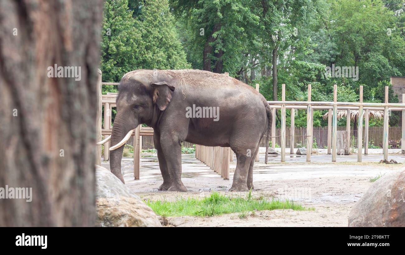 Indian elephants, Asian elephants, Elephas, a genus of mammals in the ...