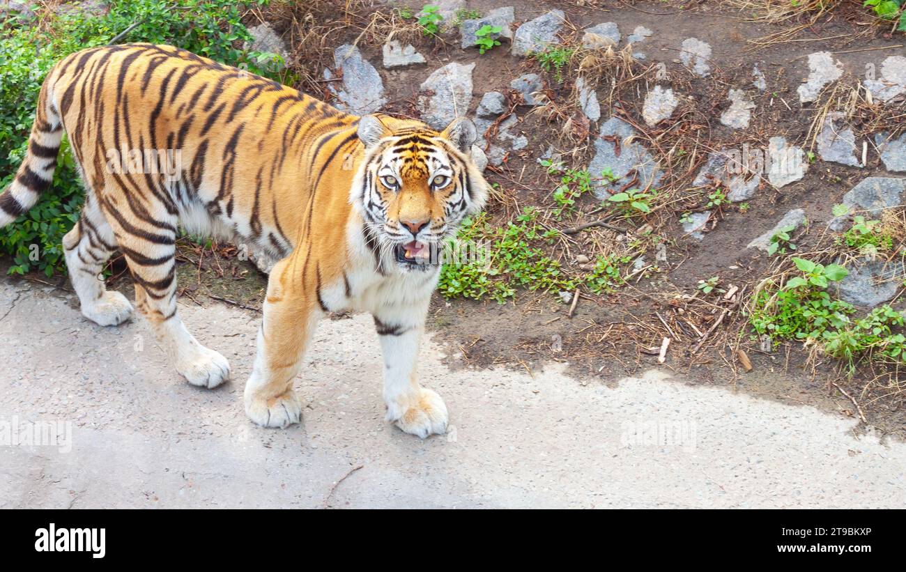 A dangerous tiger looks at the background of a stone mountain. Predator ...