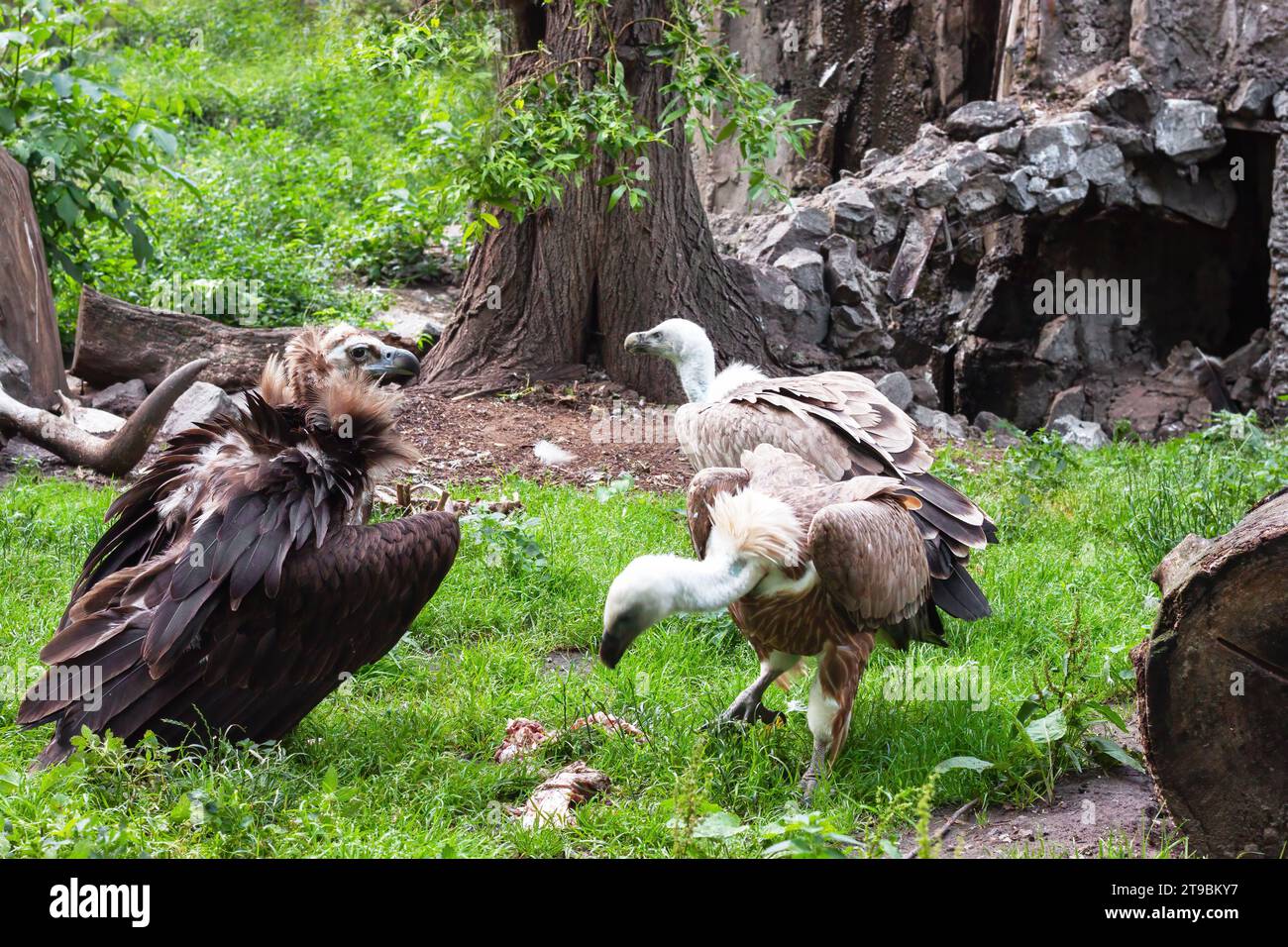 White-headed vulture, griffin scavenger of hawks. Bird of prey in dense ...