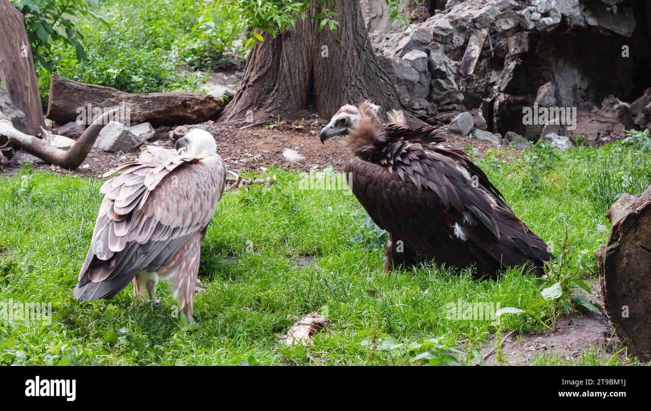 White-headed vulture, griffin scavenger of hawks. Bird of prey in dense ...