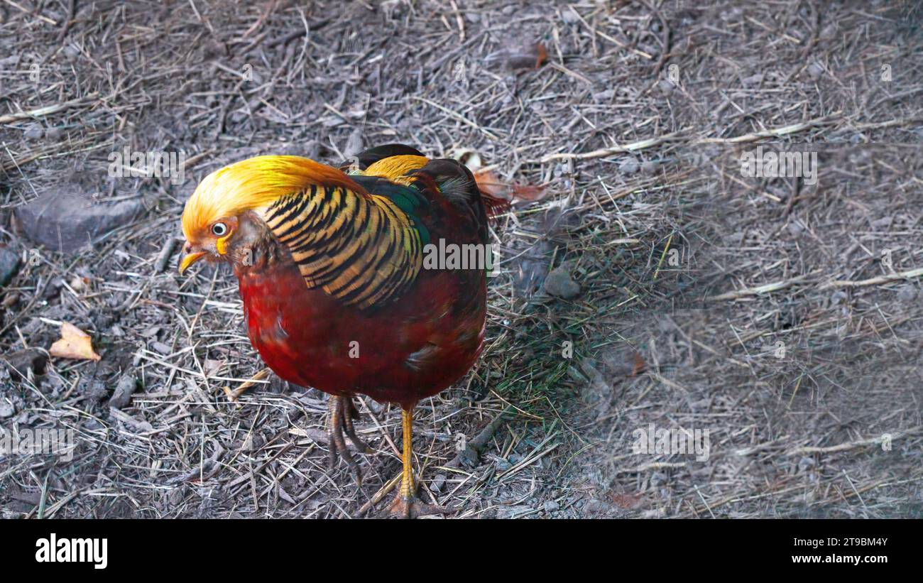 Golden pheasant, rare poultry, natural nature, close-up. Color plumage ...