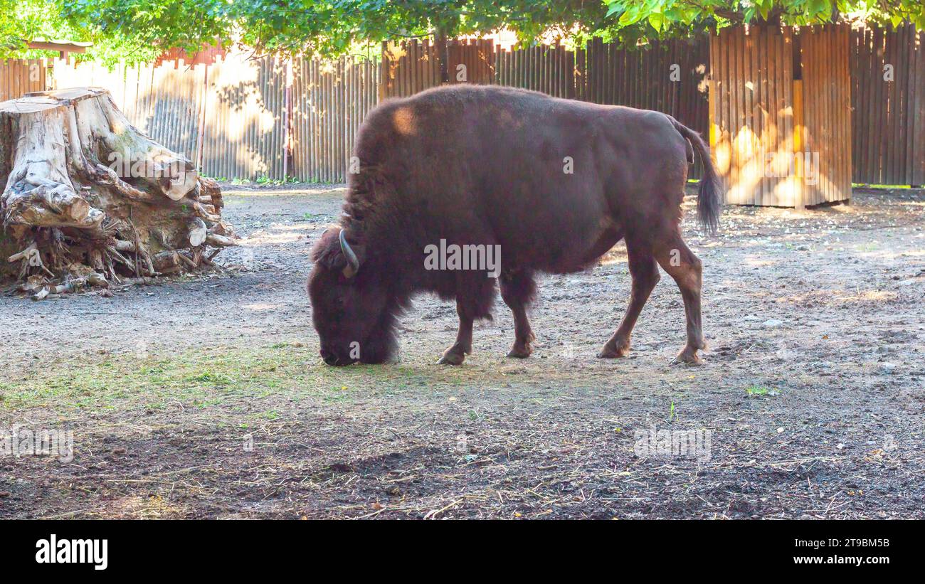 American brown bison against the background of agricultural buildings ...