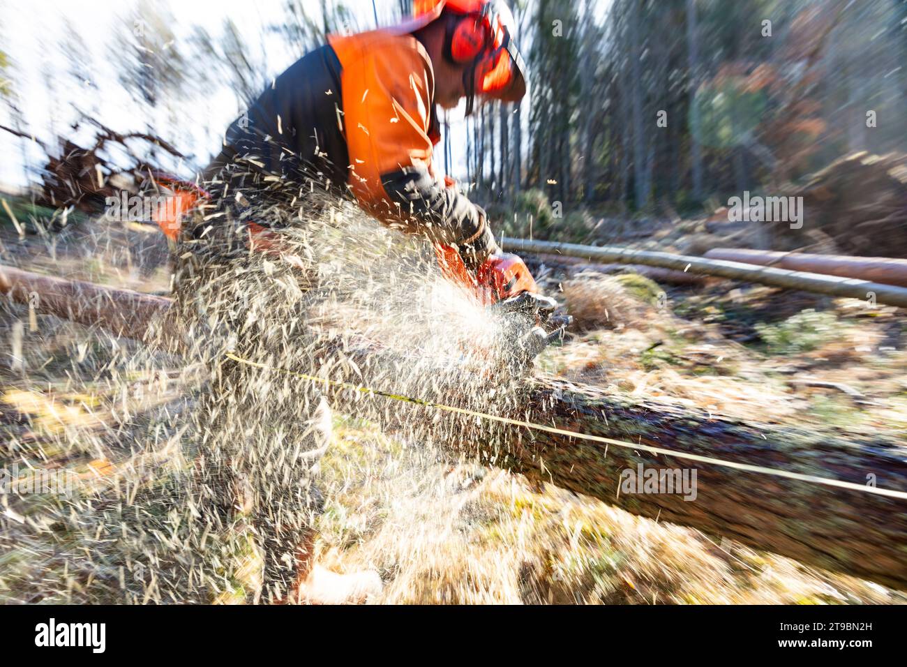 Male lumberjack cutting tree with chainsaw Stock Photo - Alamy