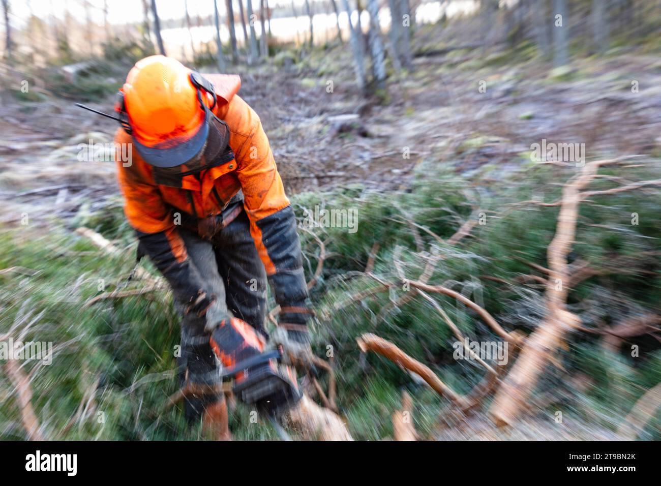 Male lumberjack cutting tree with chainsaw Stock Photo - Alamy