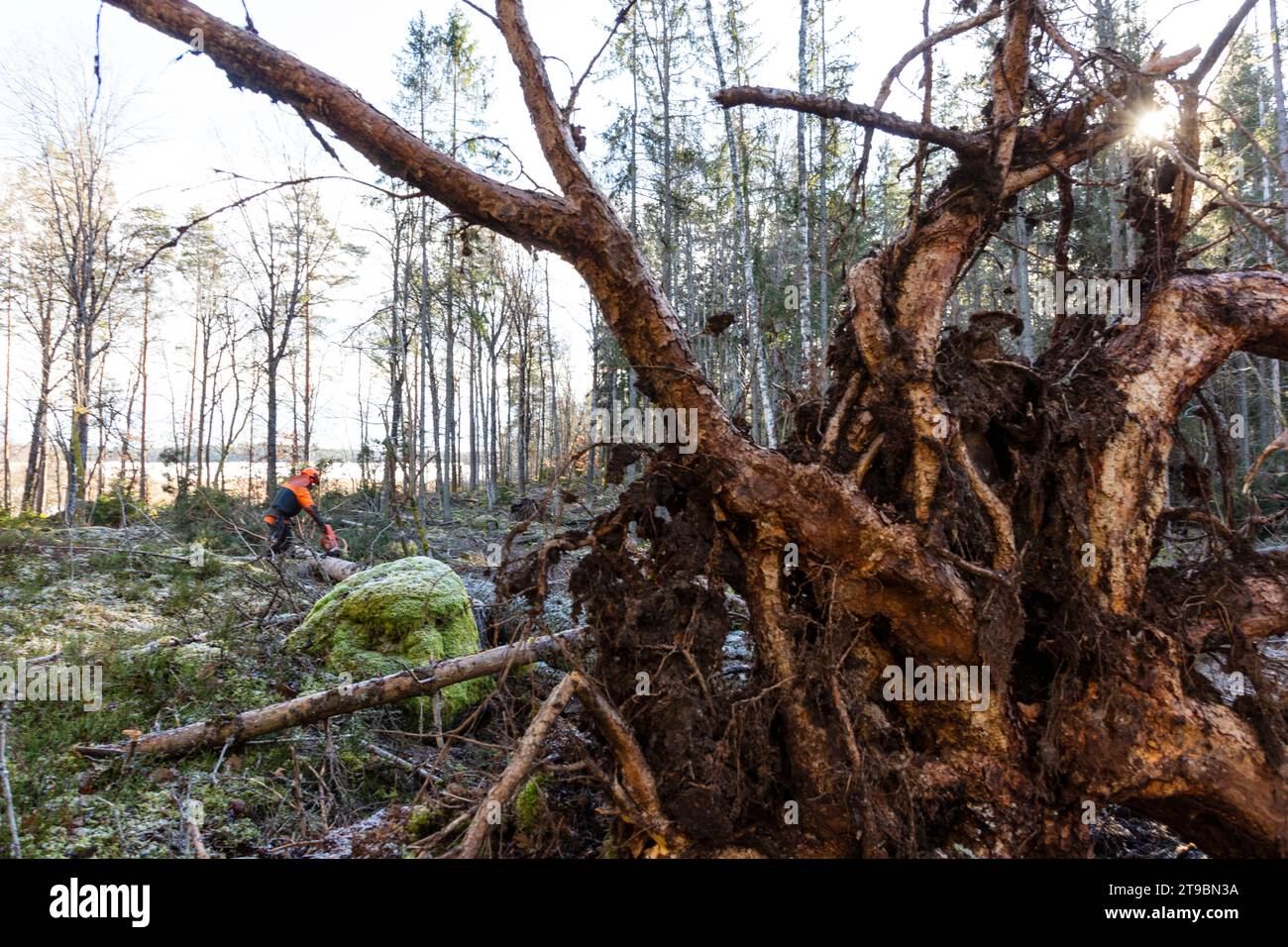 Forestry work outside hi-res stock photography and images - Alamy