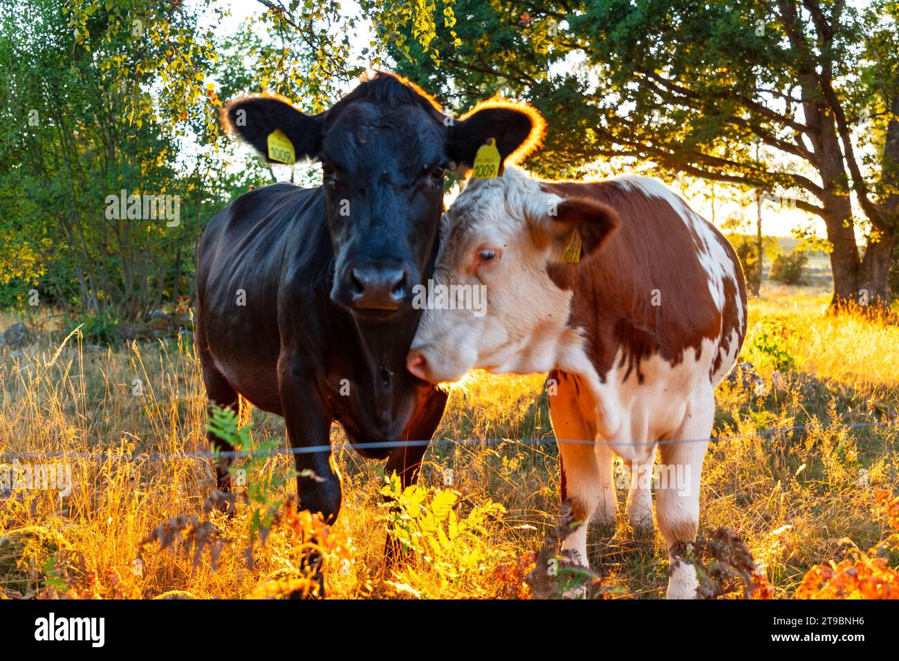 Cows together in pasture hi-res stock photography and images - Alamy