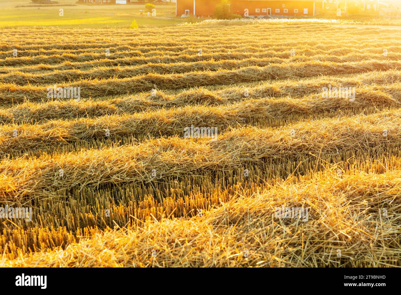 Straw harvest hi-res stock photography and images - Alamy