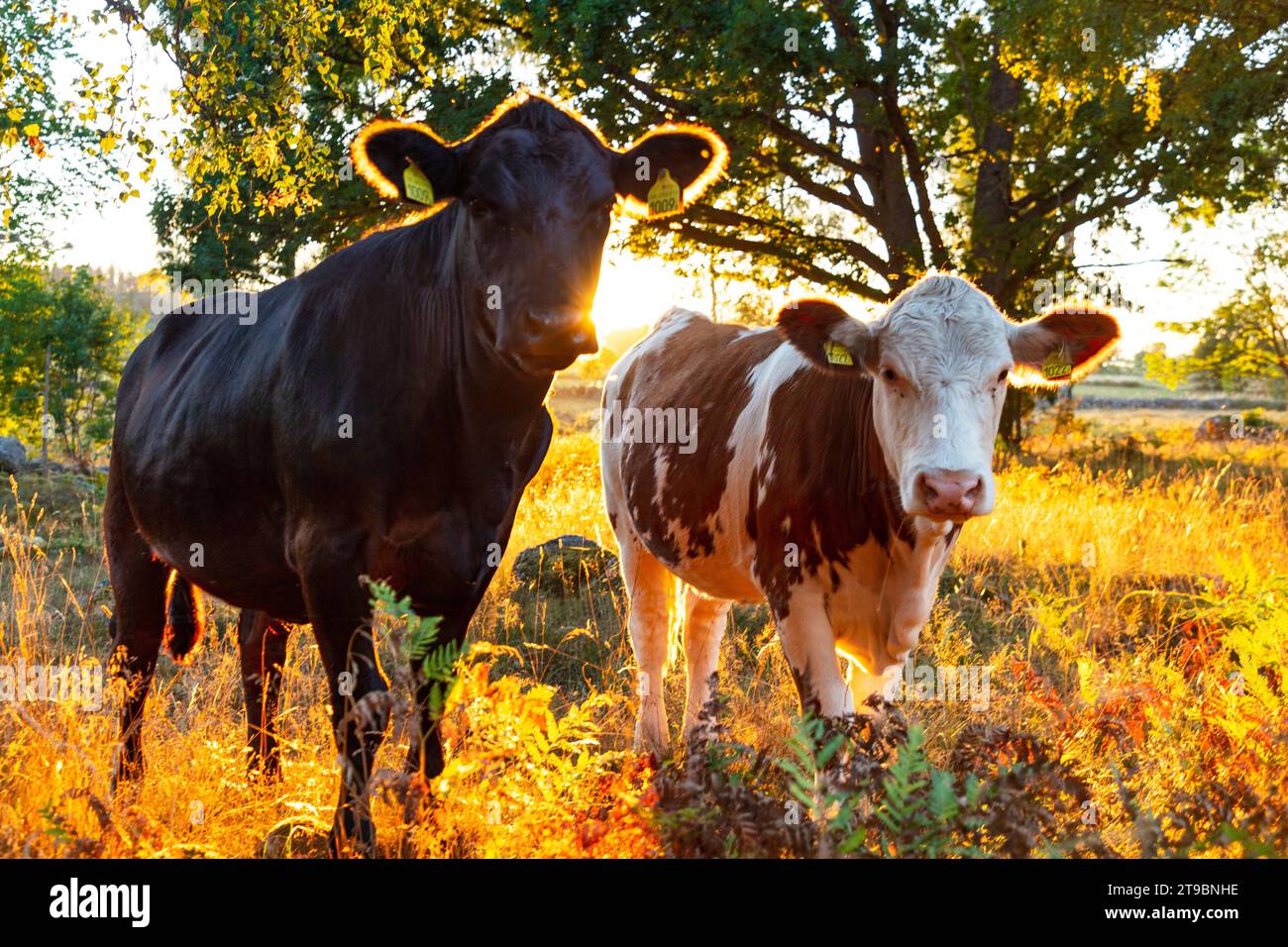 Serene scene two cows hi-res stock photography and images - Alamy