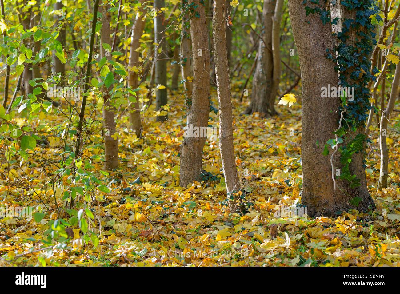 Autumn in England Leafy fall Stock Photo - Alamy