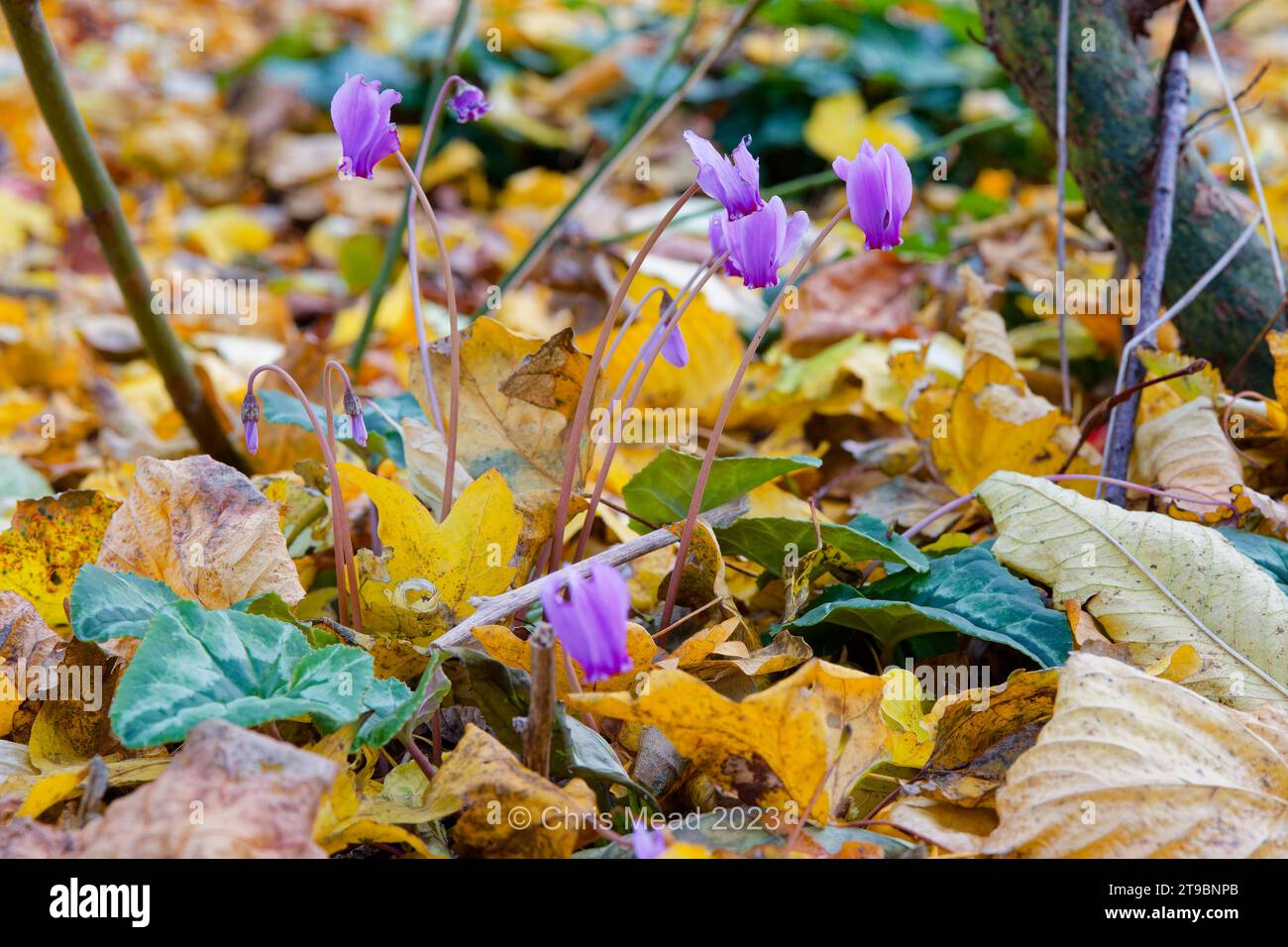 Autumn in England Leafy fall Stock Photo - Alamy