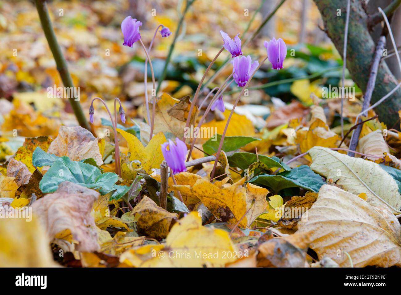 Autumn in England Leafy fall Stock Photo - Alamy