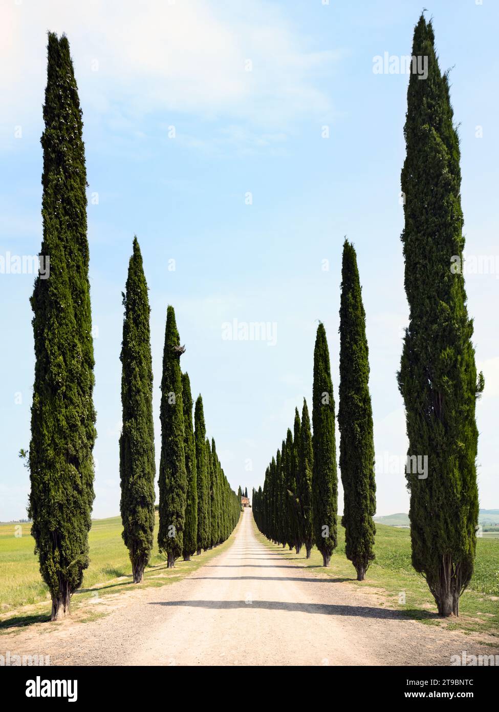 Cypress trees along road hi-res stock photography and images - Alamy