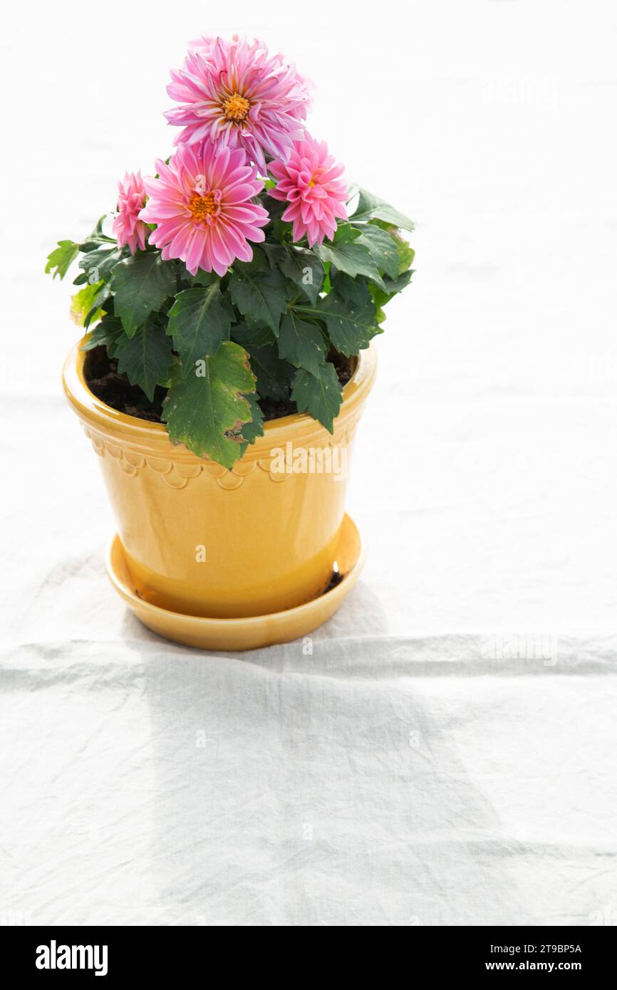 Houseplant yellow inside pot hi-res stock photography and images - Alamy