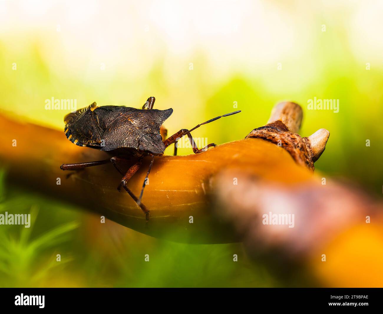 Branch twig no animal hi-res stock photography and images - Alamy
