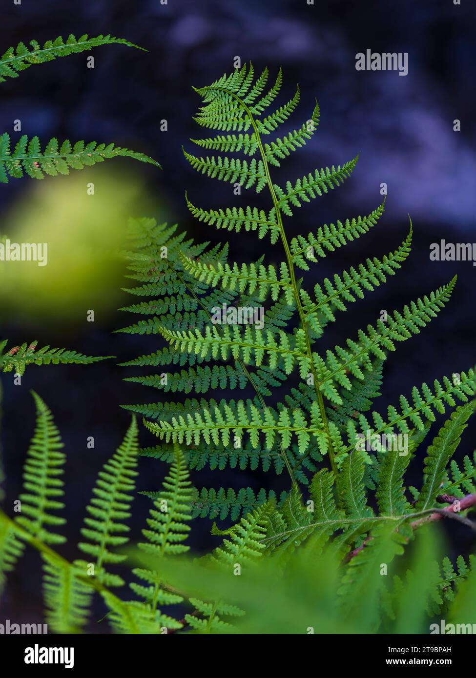 Green colour color vertical hi-res stock photography and images - Alamy