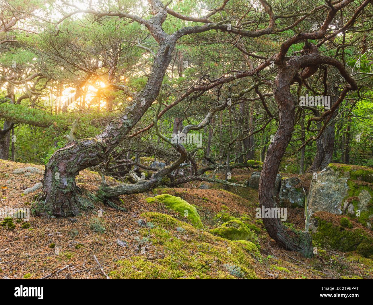 View of twisted trees in spring forest Stock Photo - Alamy