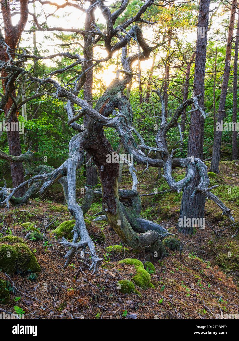 View of twisted tree in spring forest Stock Photo - Alamy