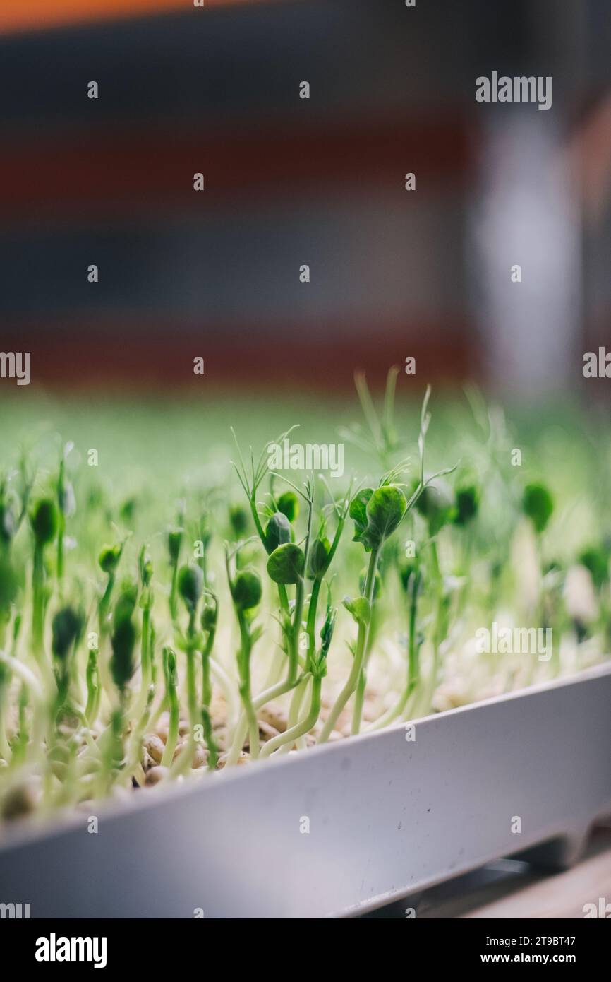 Environmental ecological plants hi-res stock photography and images - Alamy