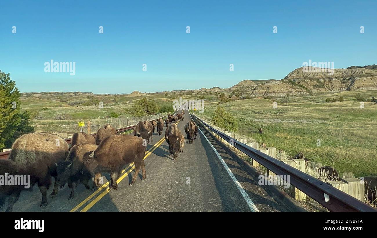 Driving through the badlands hills and mountains with Wild Bison in the ...