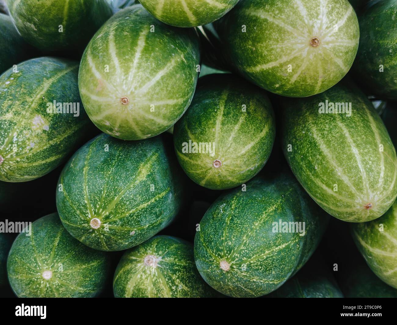 Pile fresh cucumber harvest hi-res stock photography and images - Alamy