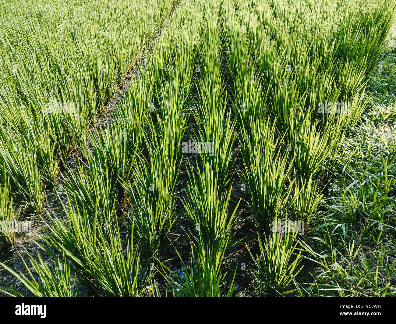 Green rice field sunrise close up hi-res stock photography and images ...