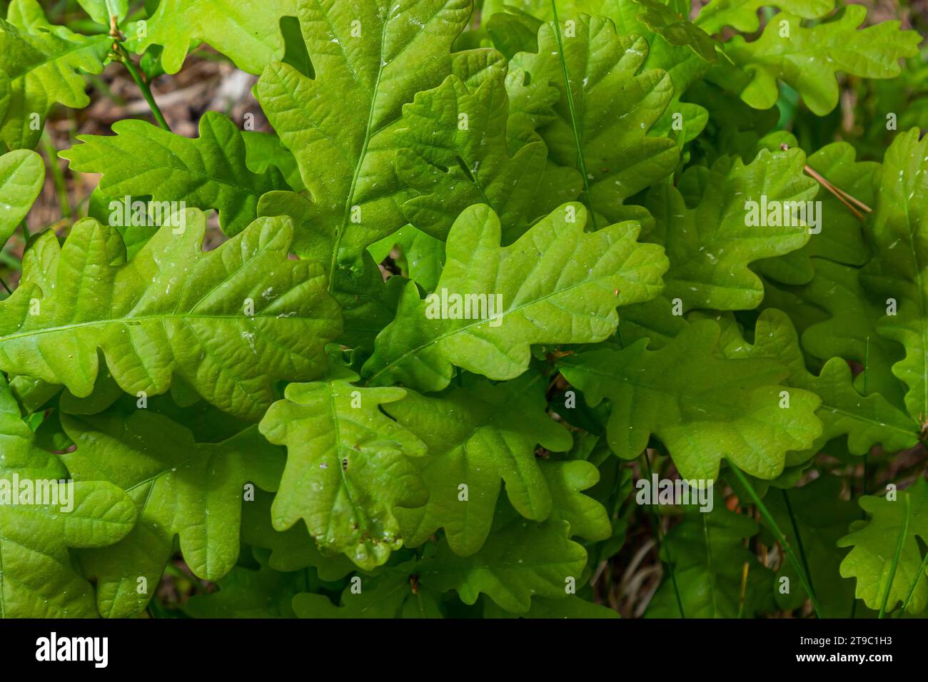Spring oak leaves on a dark background. Tree branches with fresh green ...