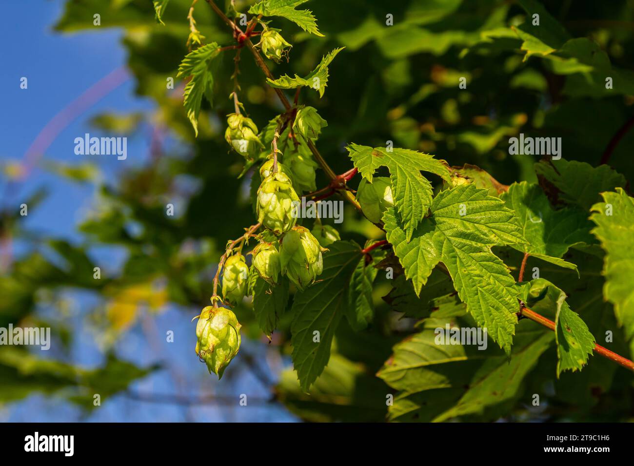 Hop cones grow on the stem of the plant Stock Photo - Alamy