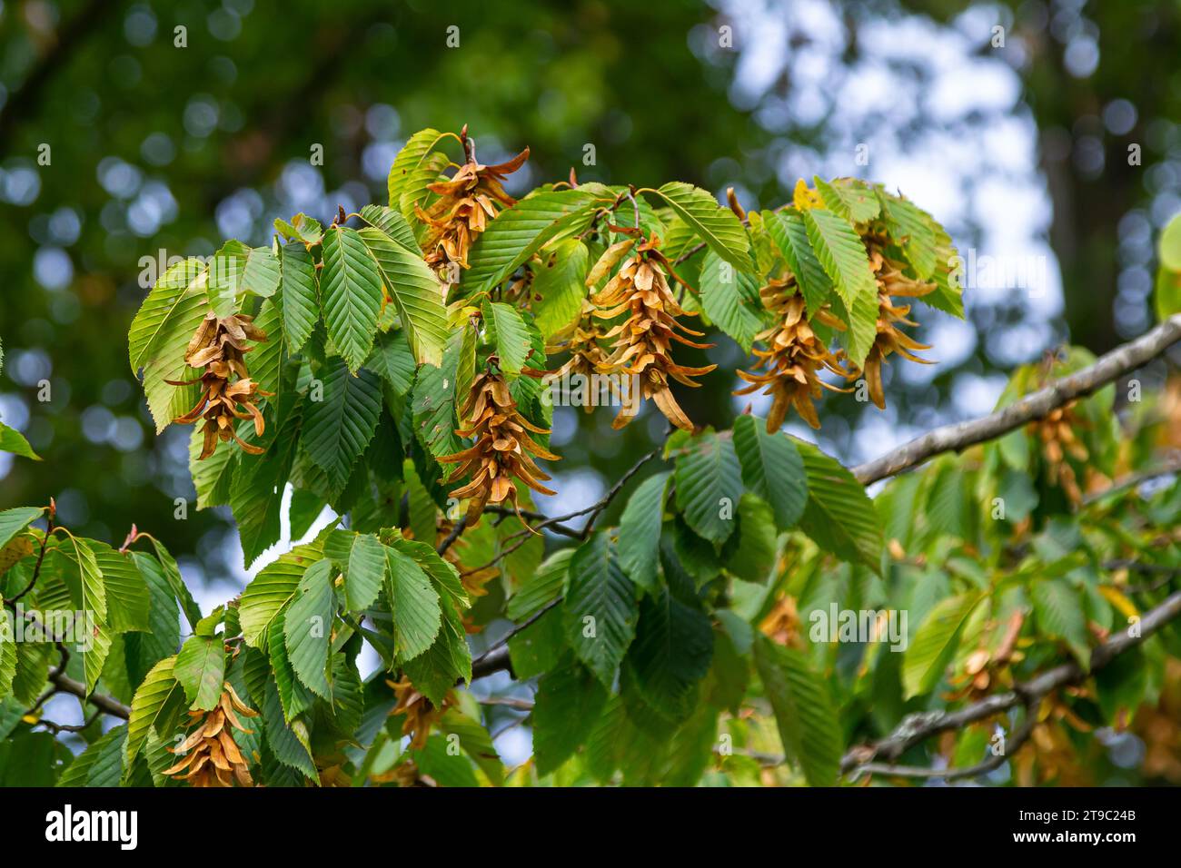 Branches of the hornbeam, species of Carpinus betulus, or common ...