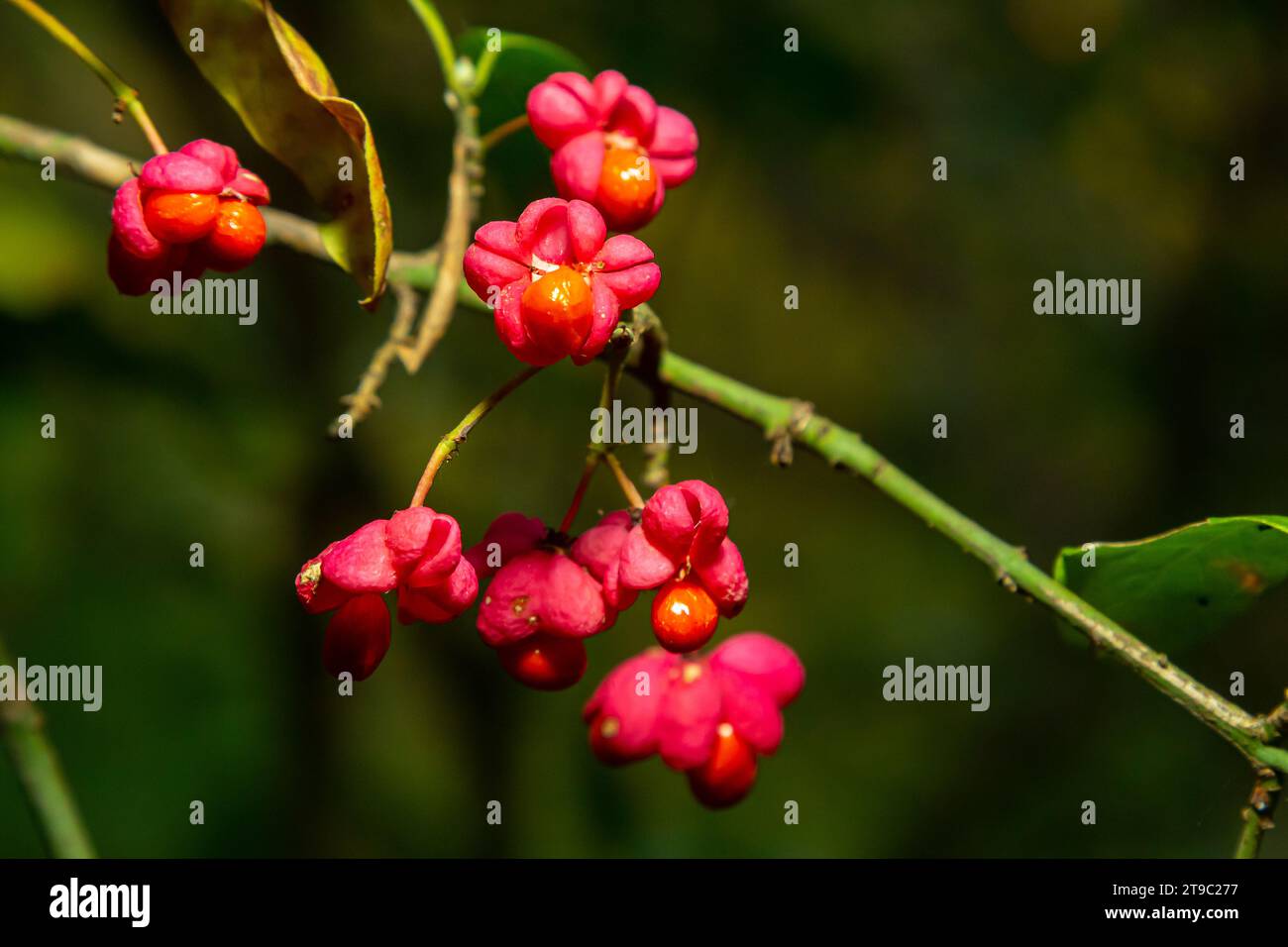 Euonymus europaeus european common spindle capsular ripening autumn ...