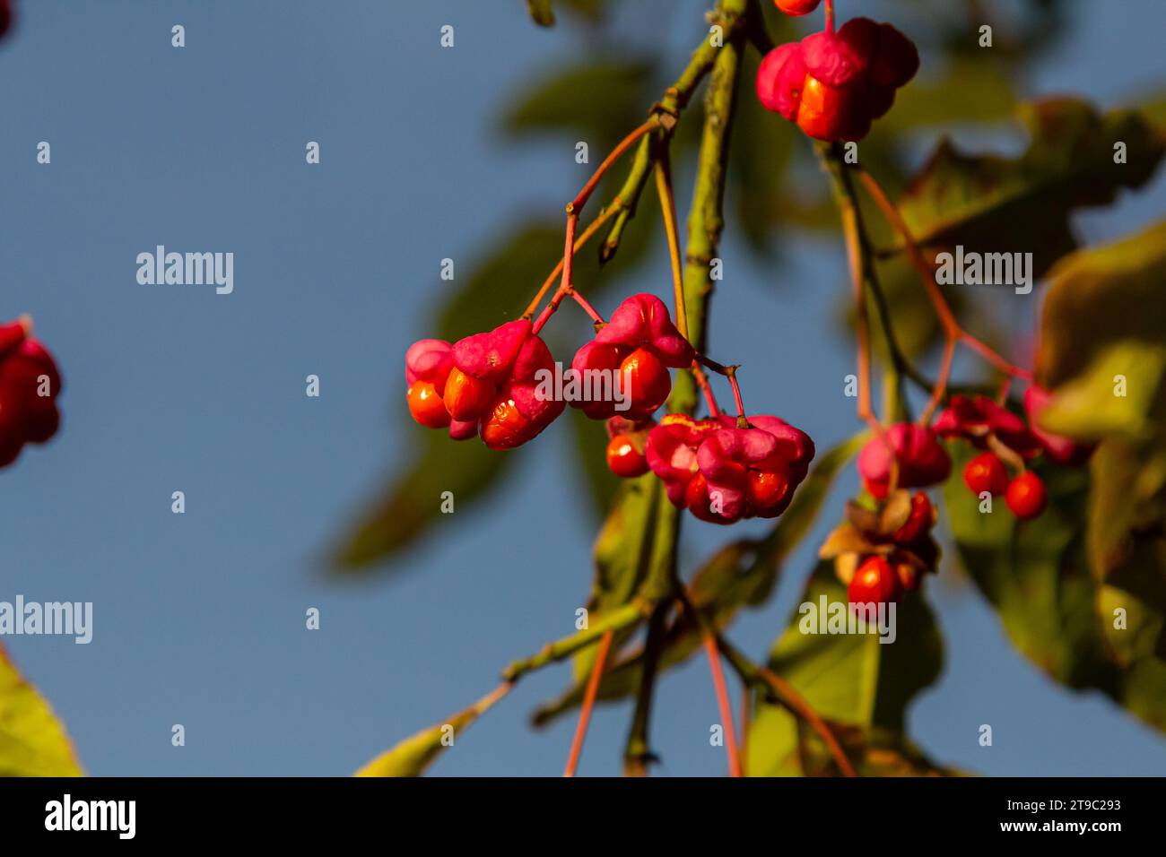 Euonymus europaeus european common spindle capsular ripening autumn ...