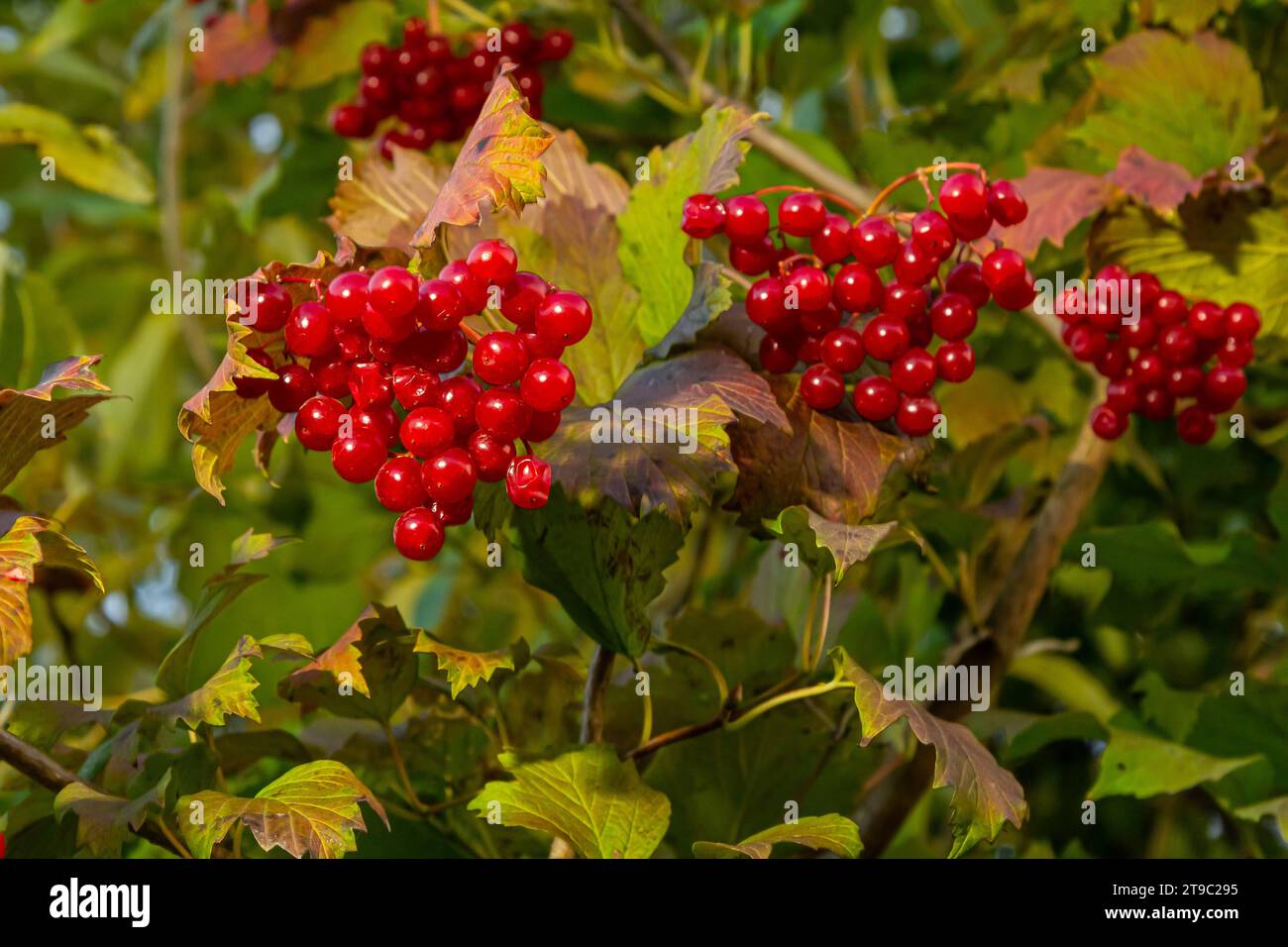 Viburnum viburnum opulus berries and leaves outdoor in autumn fall ...