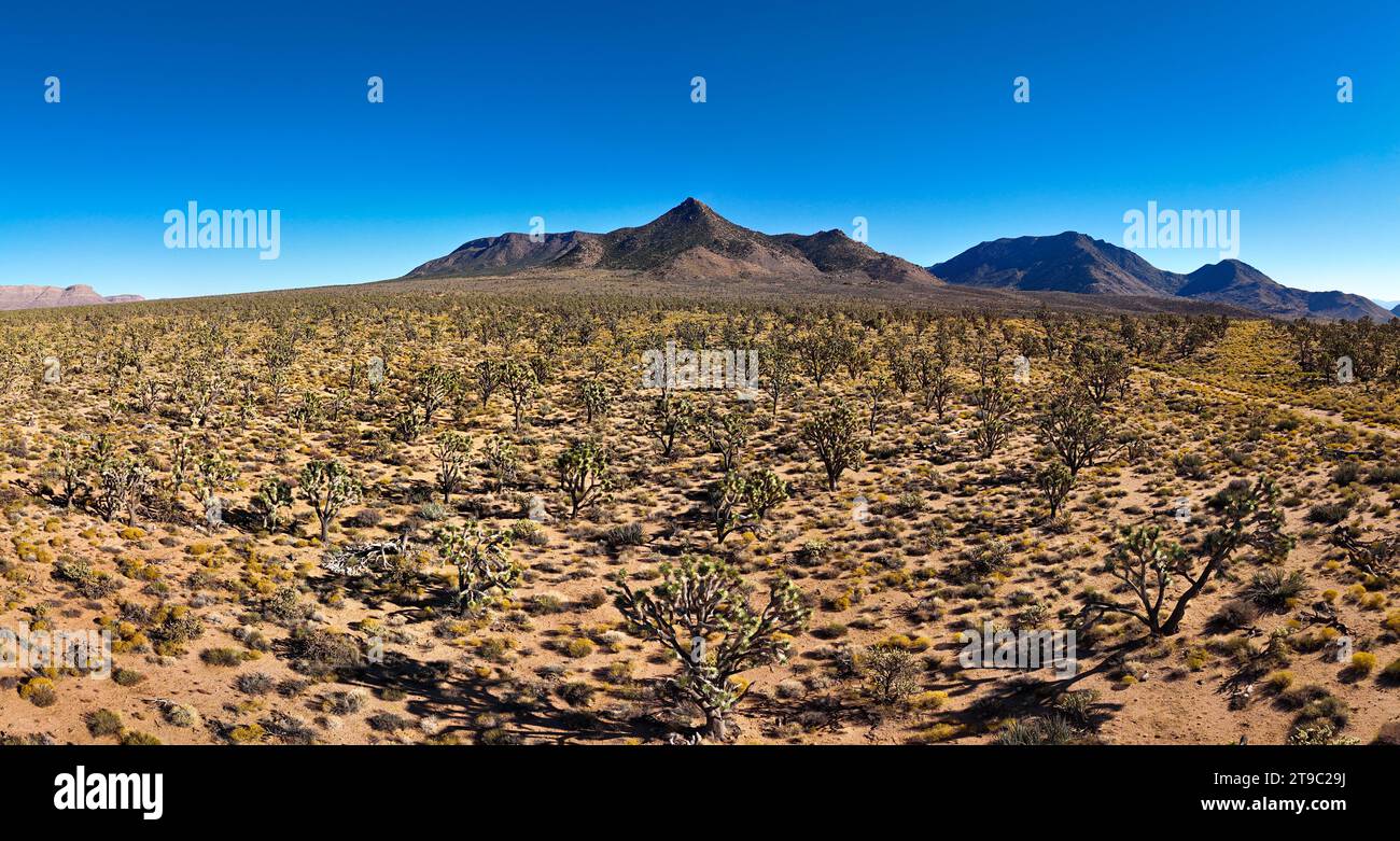 Joshua trees aerial hi-res stock photography and images - Alamy