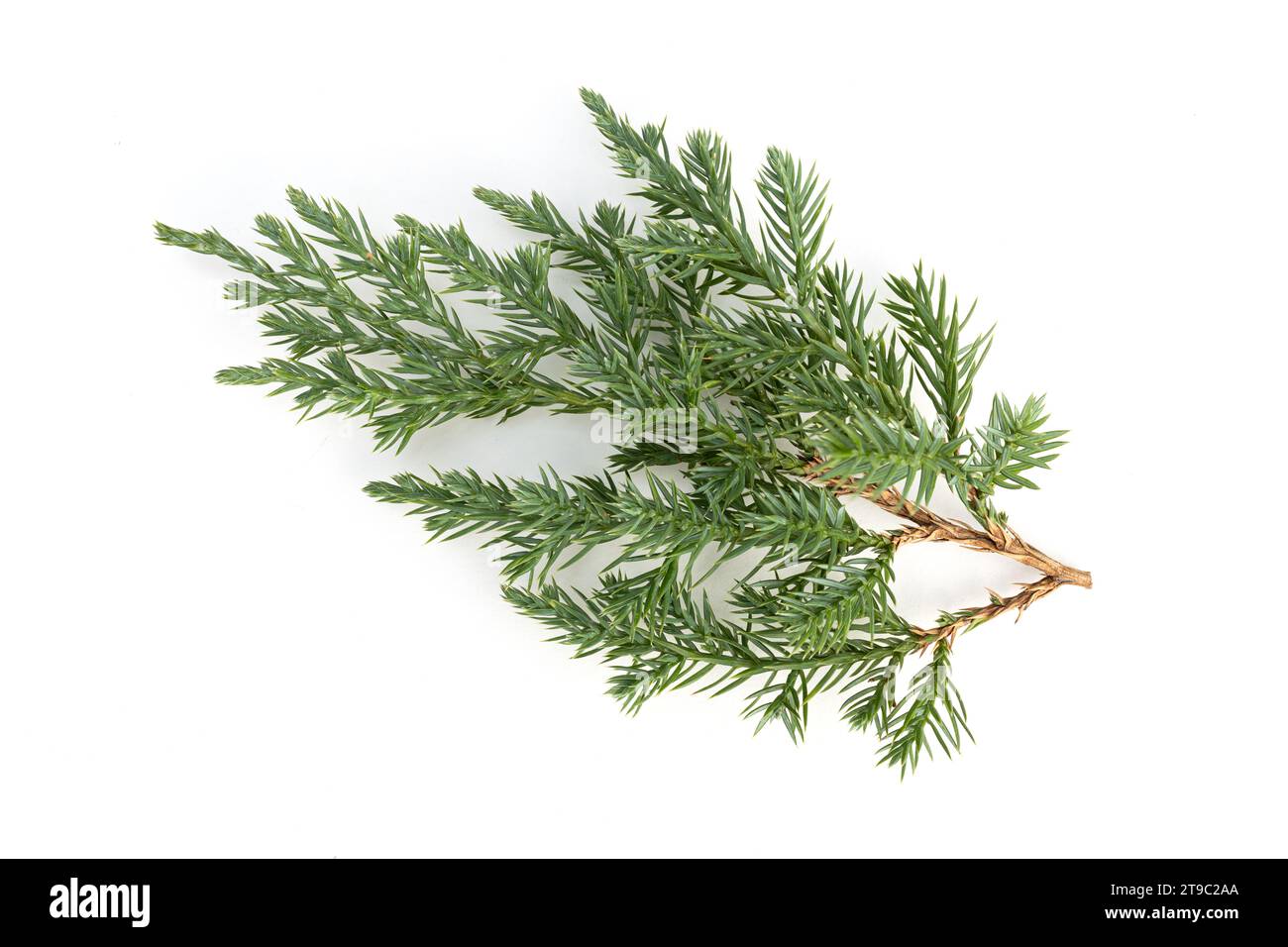 Juniperus squamata or Himalayan juniper twig isolated on white ...