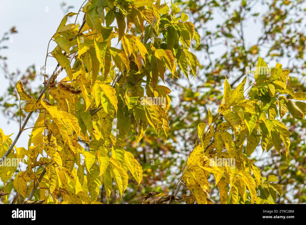 Autumnal leaves of an ash-leaved maple Acer negundo tree in the autumn ...