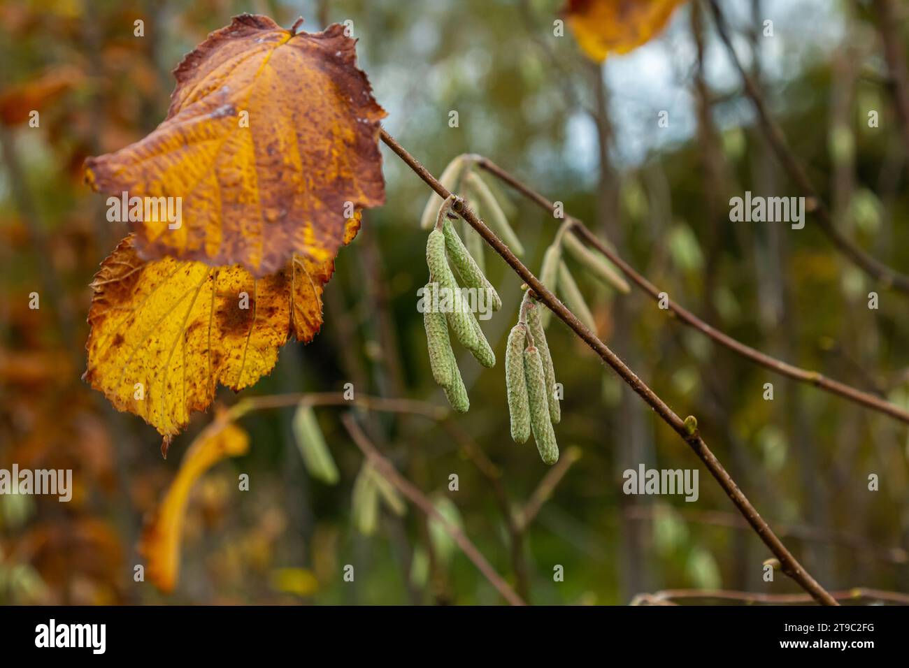 Persian witch hazel hi-res stock photography and images - Alamy