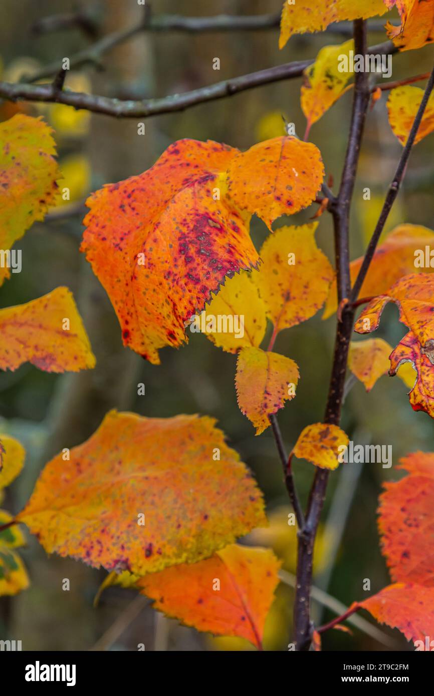 An image of autumn leaves with the forest background Stock Photo - Alamy
